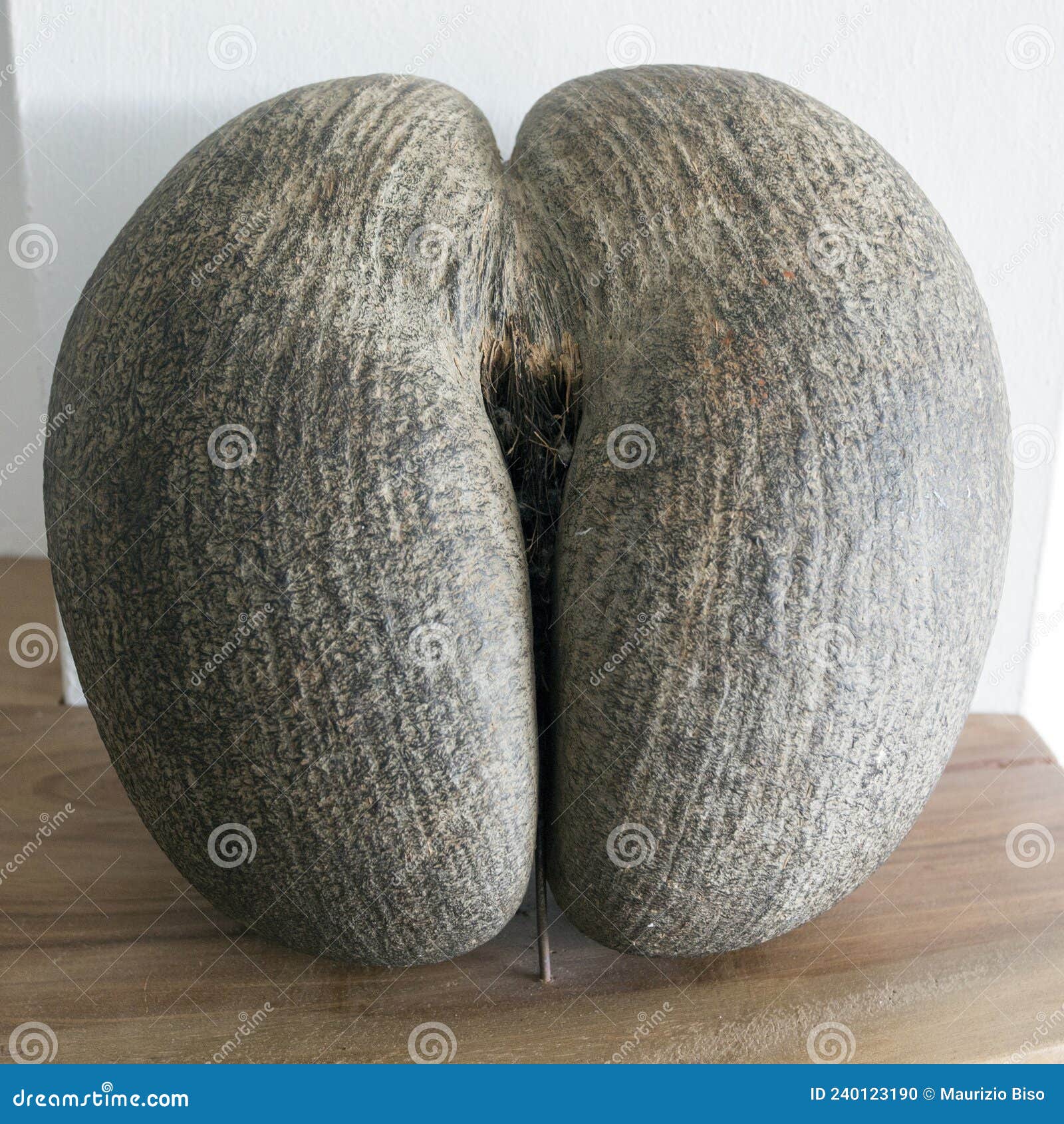 A Close View of Coco De Mer Stock Photo - Image of activity, rare ...