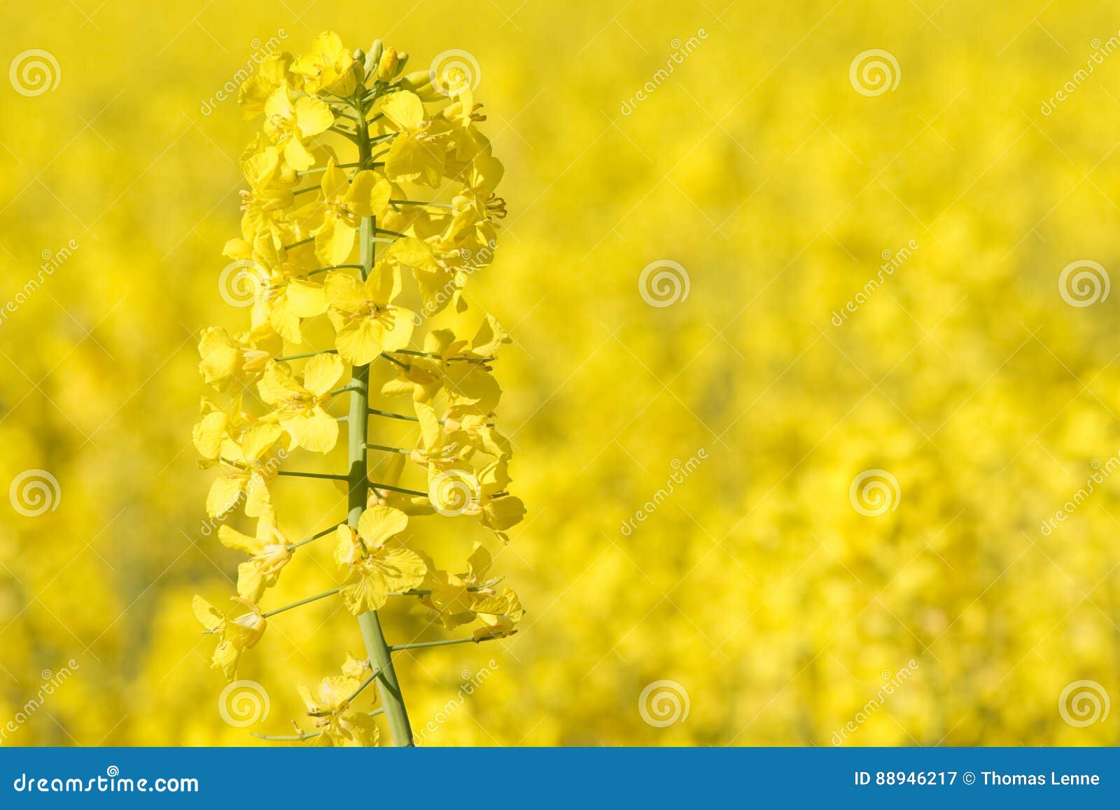 Close View of Colza in Bloom Stock Image - Image of seed, landscape ...