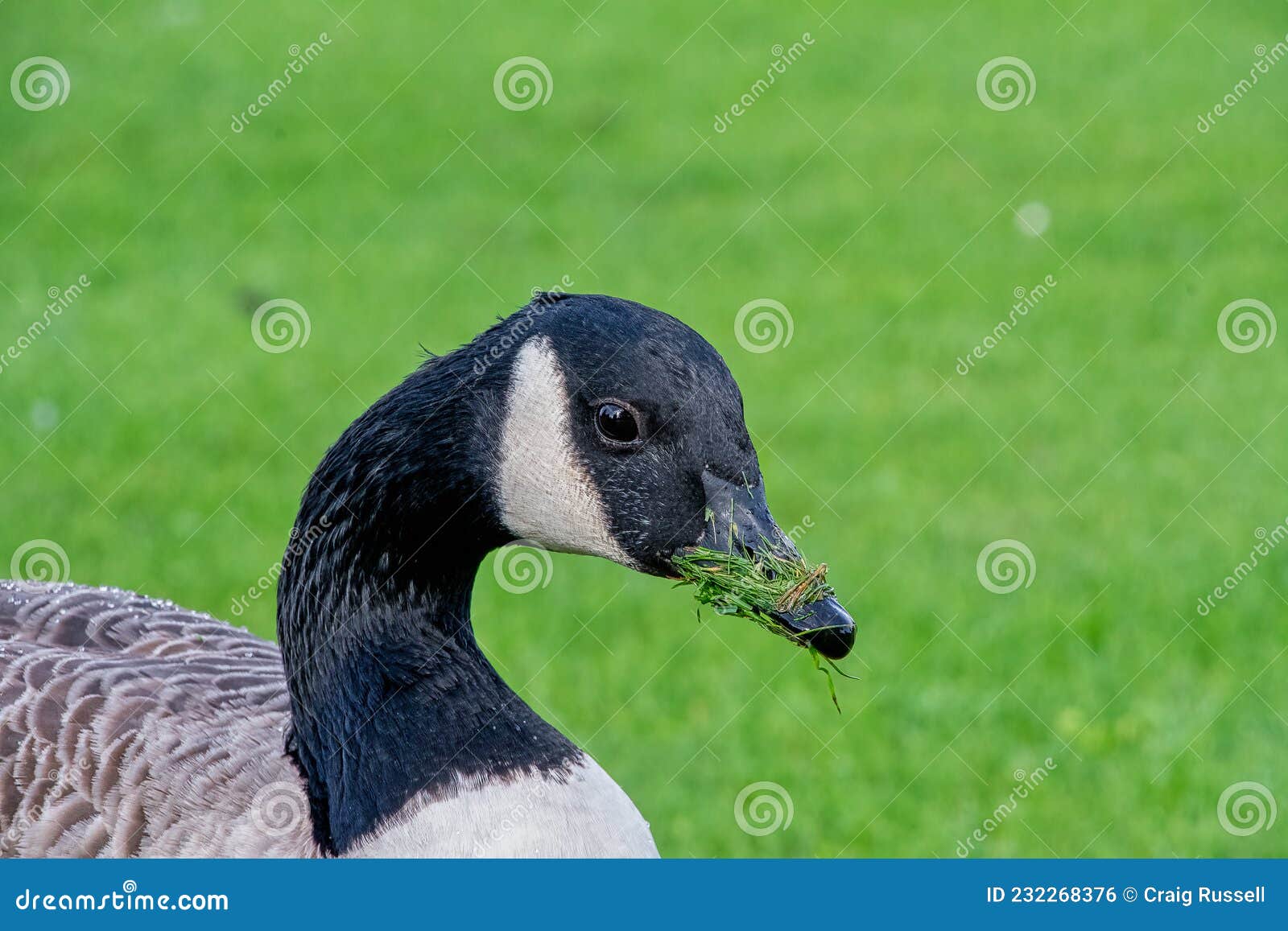 Close View of a Common Canada Goose Eating Grass Stock Photo - Image of ...