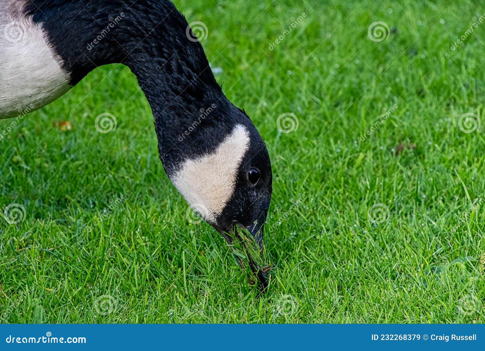 Close View of a Common Canada Goose Eating Grass Stock Image - Image of ...