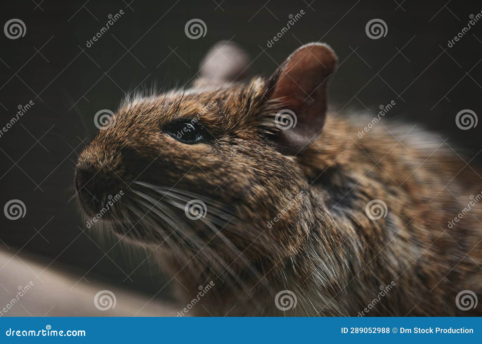 Octodon degus stock photo. Image of head, common, degus - 289052988