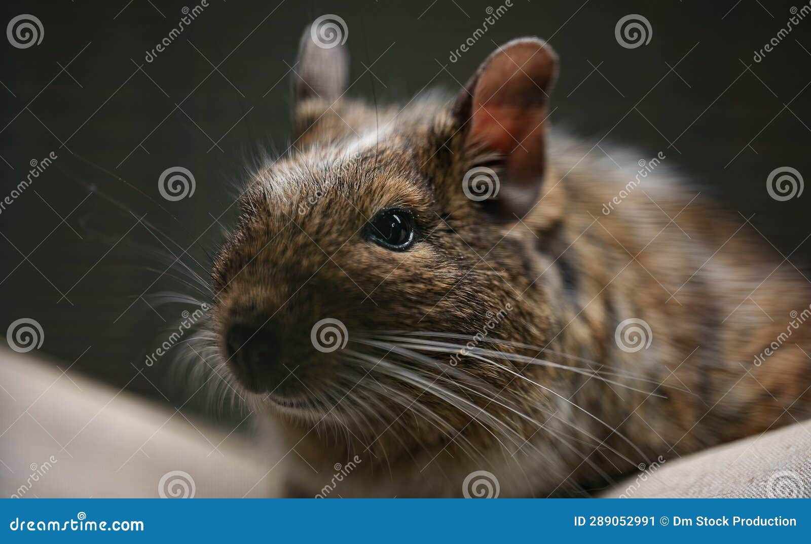 Close view of common Degu. stock image. Image of chile - 289052991