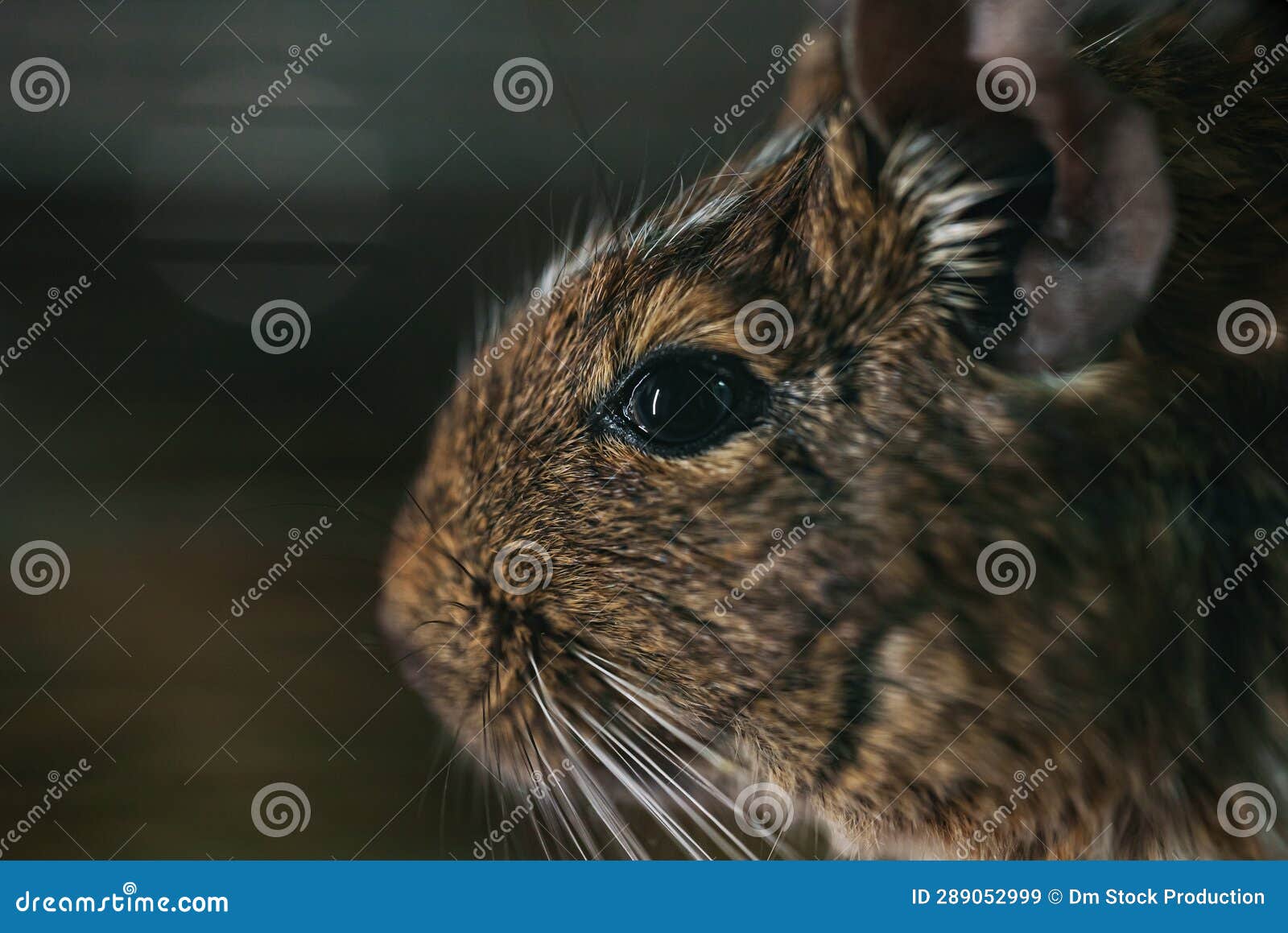 Close view of common Degu. stock image. Image of horizontal - 289052999