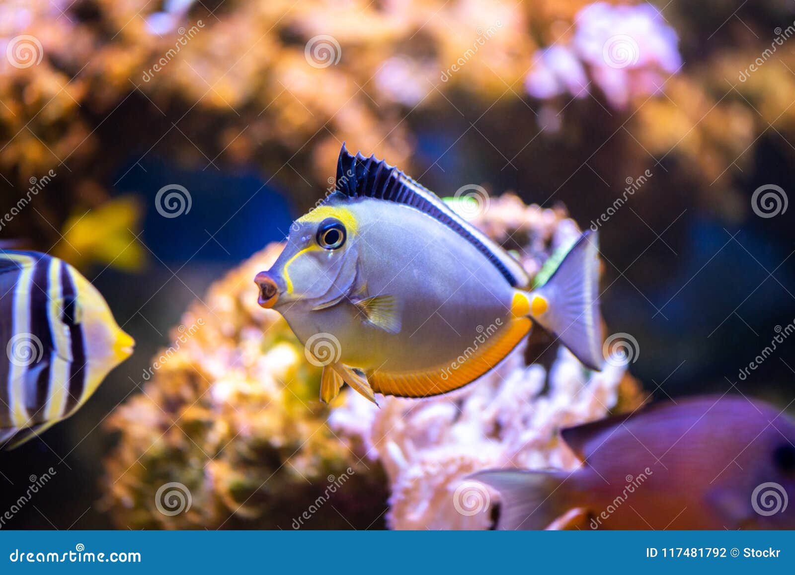 Coral reef fish stock photo. Image of scuba, reef, tropical - 117481792