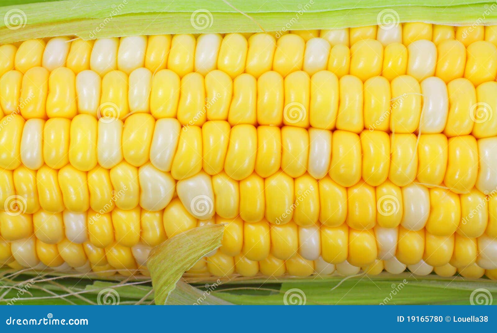 Close View of Corn Cob Kernels Stock Photo - Image of yellow, white ...