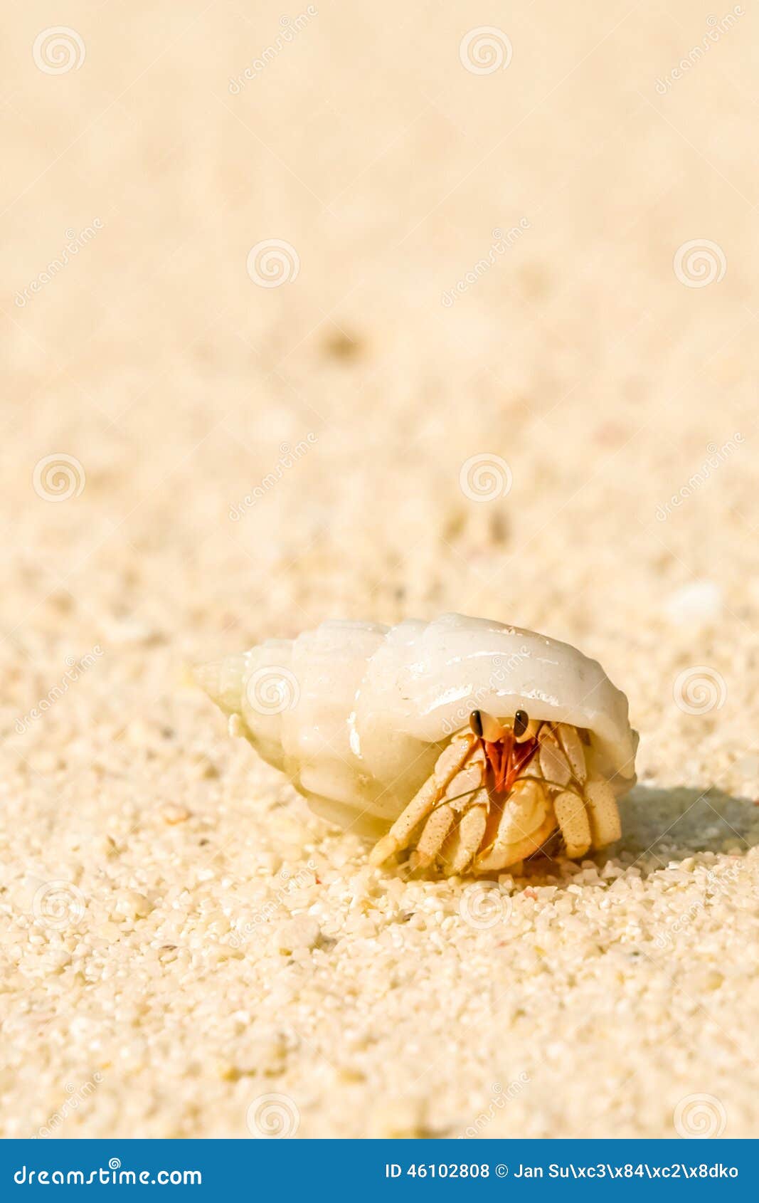 Close View of Crab with Shell on Sandy Beach in Maldives Stock Photo ...