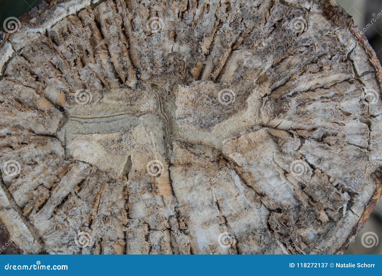 Close View of Cross Section Cut of a Cactus Stock Image - Image of ...