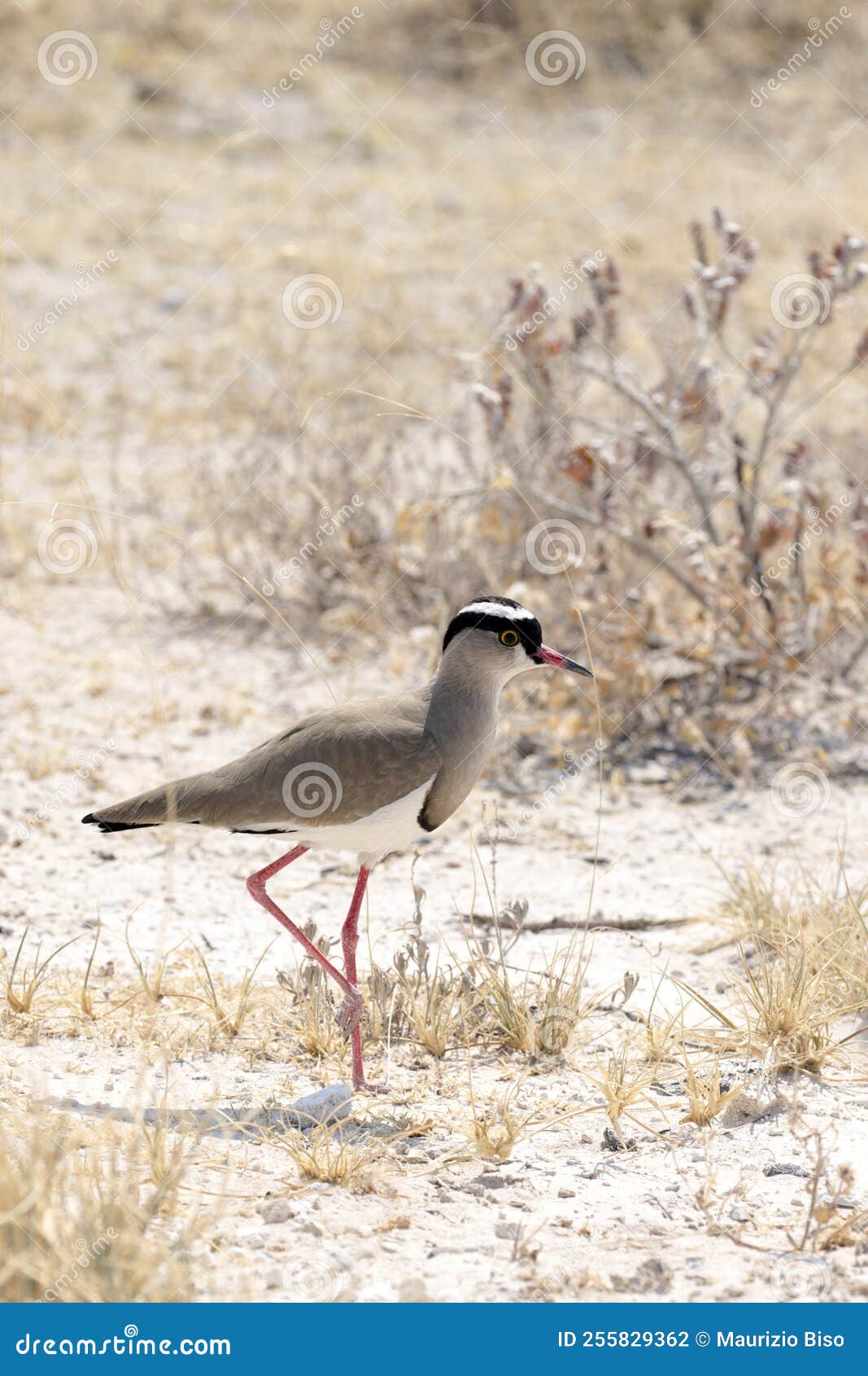 Close View of Crowned Lapwing Bird Stock Photo - Image of profile ...