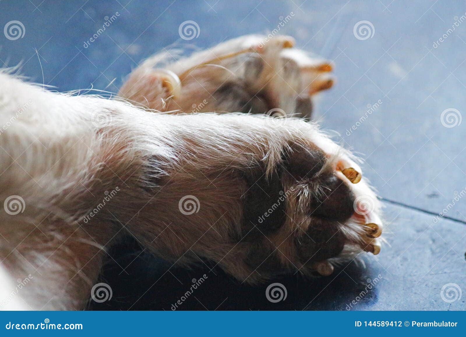 CLOSE VIEW of CUSHIONS UNDER the PAWS of a DOG Stock Photo - Image of ...