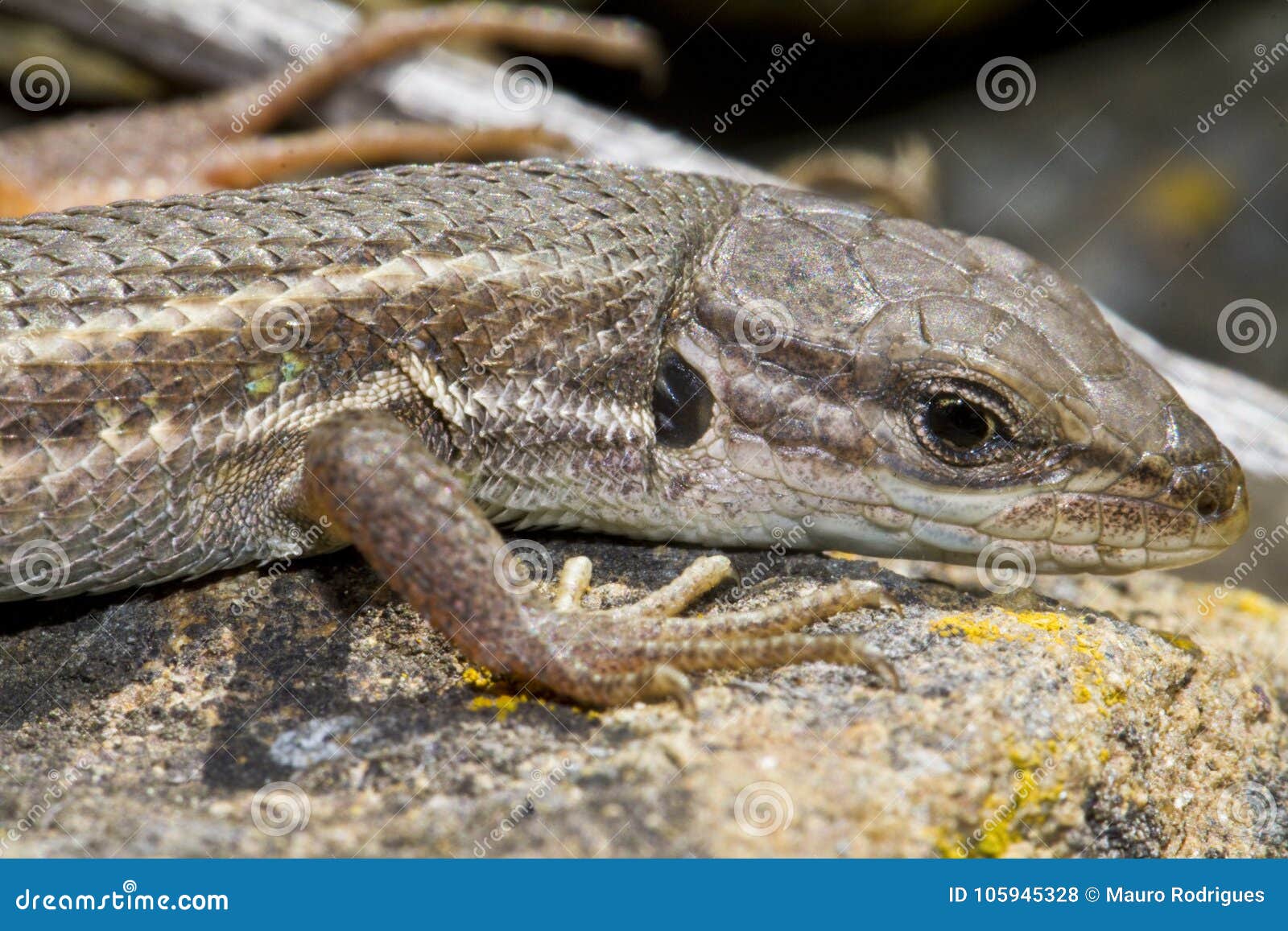Large Psammodromus (psammodromus Algirus) Lizard Stock Photo - Image of ...