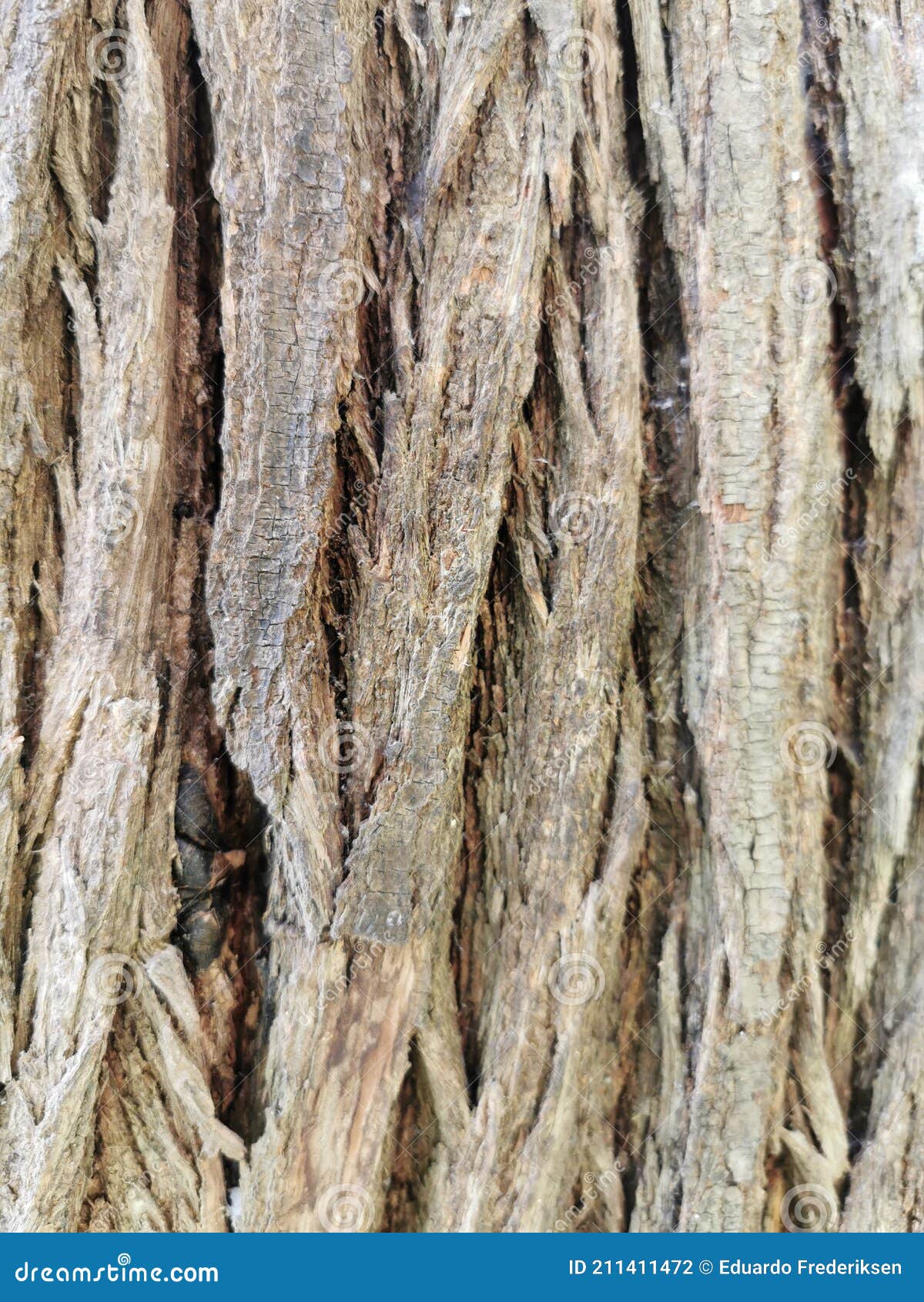 Close View of Dry Trunk Texture Stock Photo - Image of brown, macro ...