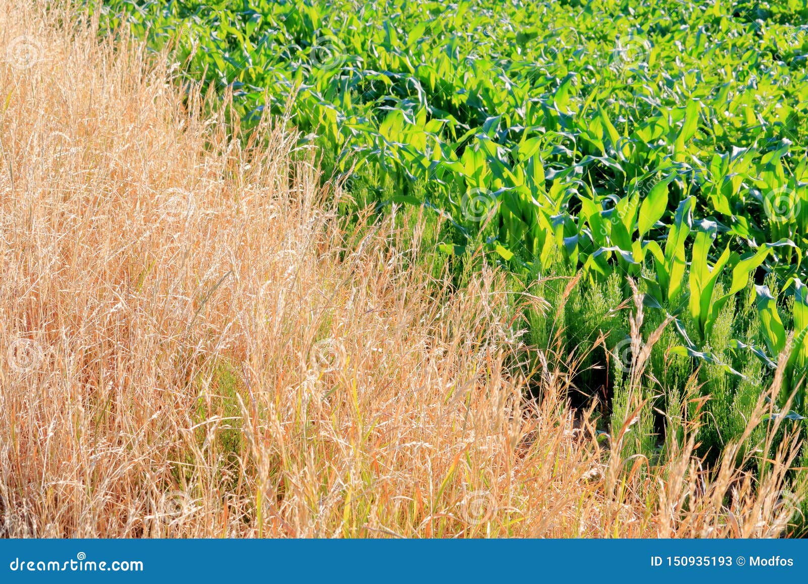 Yellow Wild Grass on Corn Field Border Stock Image - Image of corn ...