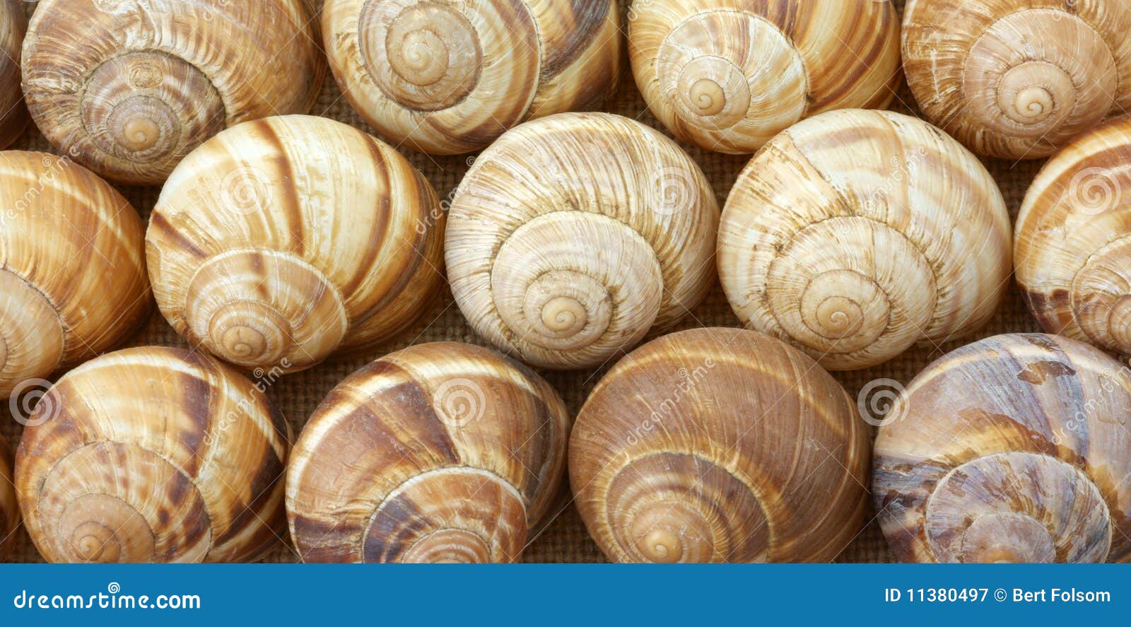 Close View of Escargot Shells in Rows Stock Image - Image of shell ...