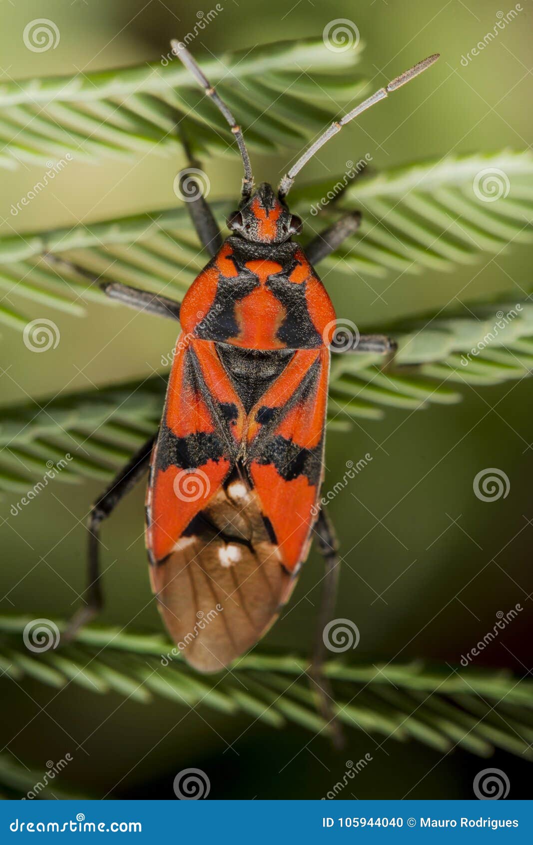 Firebug, Pyrrhocoris Apterus Stock Photo - Image of pest, antenna ...
