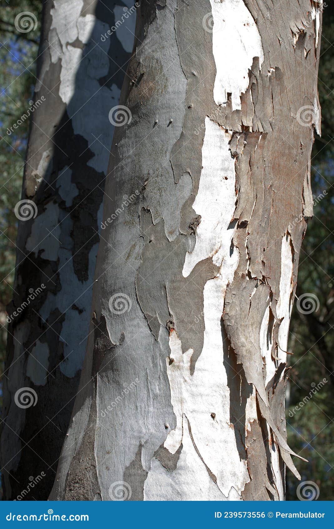 CLOSE VIEW of FLAKING BARK on the TRUNK of a EUCALYPTUS TREE Stock ...