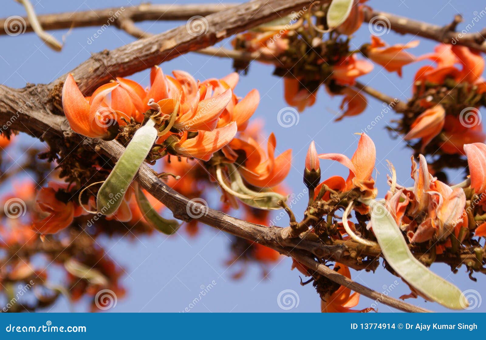 Close View of Flame of Forest Stock Photo - Image of close, bloom: 13774914