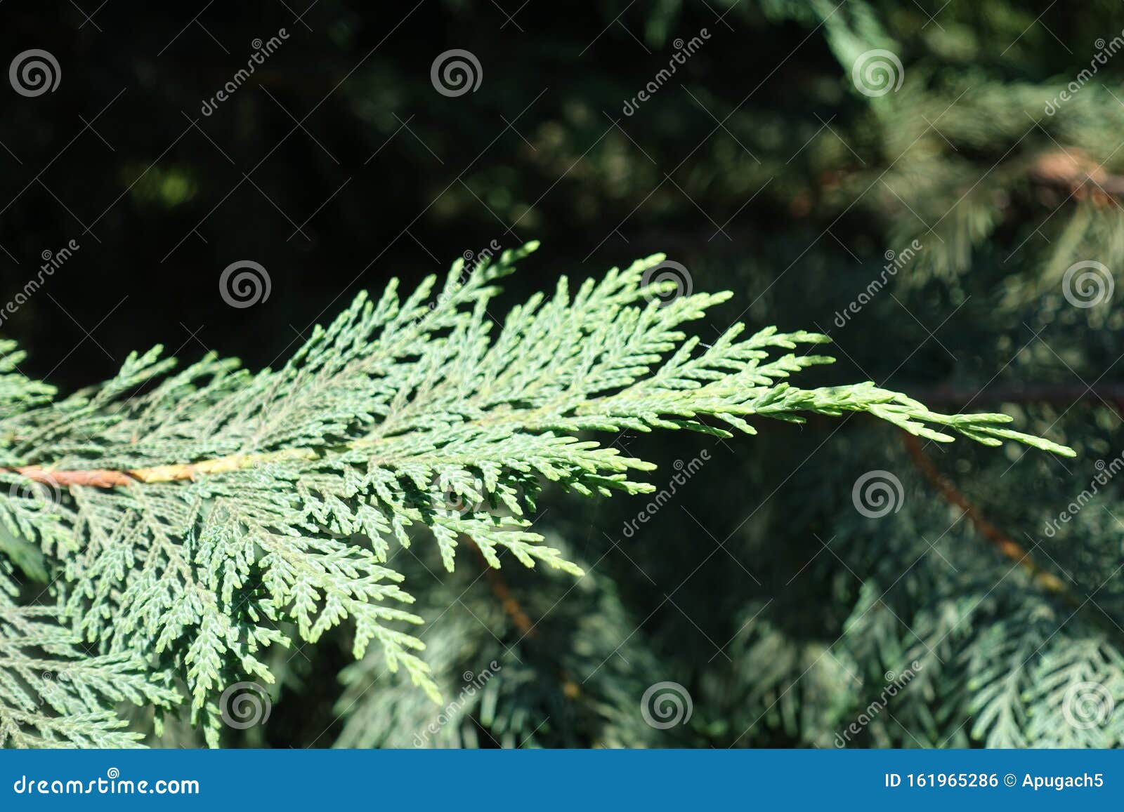 Close View of Foliage of Port-Orford Cedar Stock Photo - Image of ...