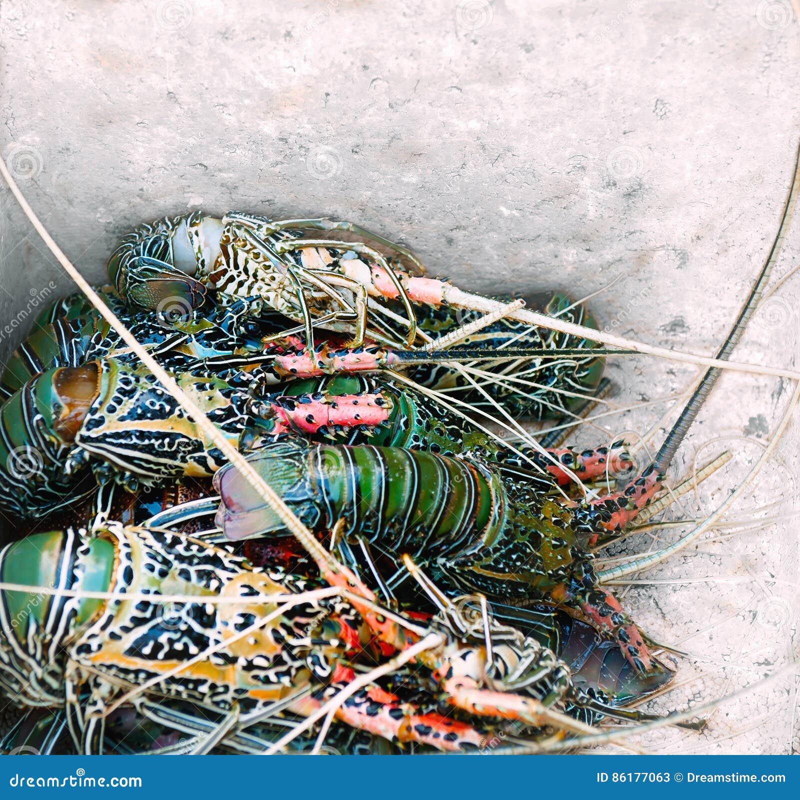 Close View of Fresh Lobsters in a Box Stock Image - Image of lobster ...