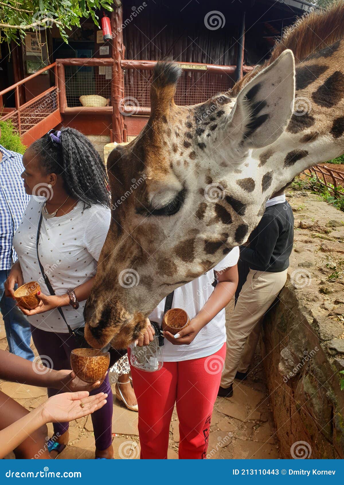 Feeding Giraffe in a Giraffe Reserve Editorial Stock Photo - Image of ...