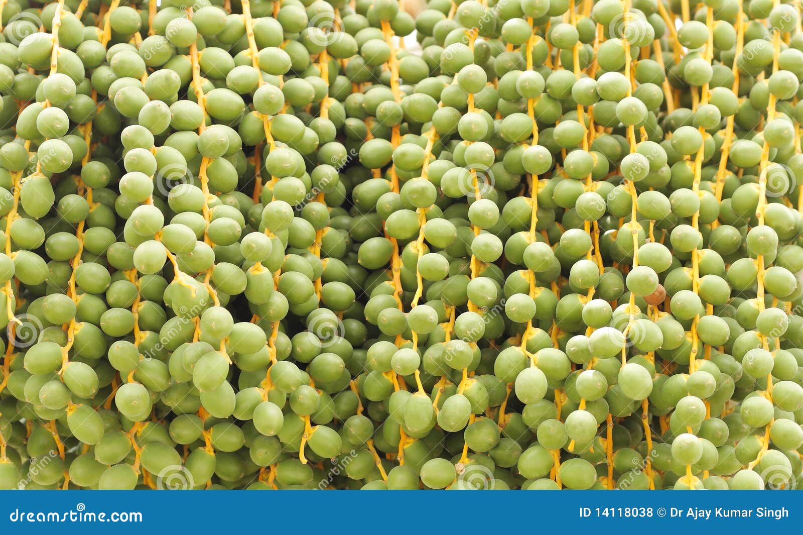 Close View of Green Unripe Dates Stock Photo - Image of east, farming ...