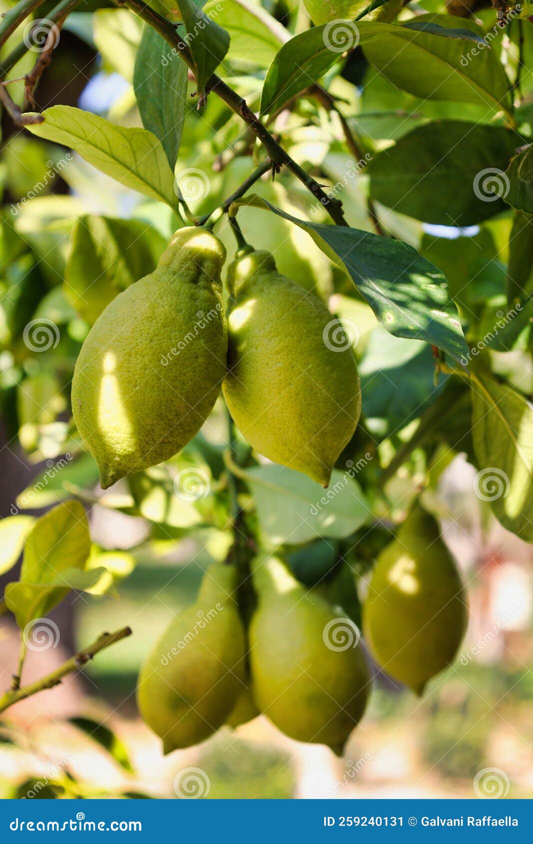 View of Group of Lemons Hanging from Tree Branches Stock Image - Image ...