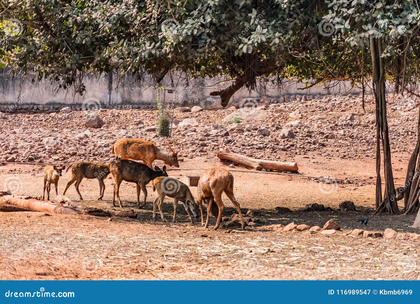 Close View of Group of Thamin Deer Standing Under a Tree Shadow in a ...