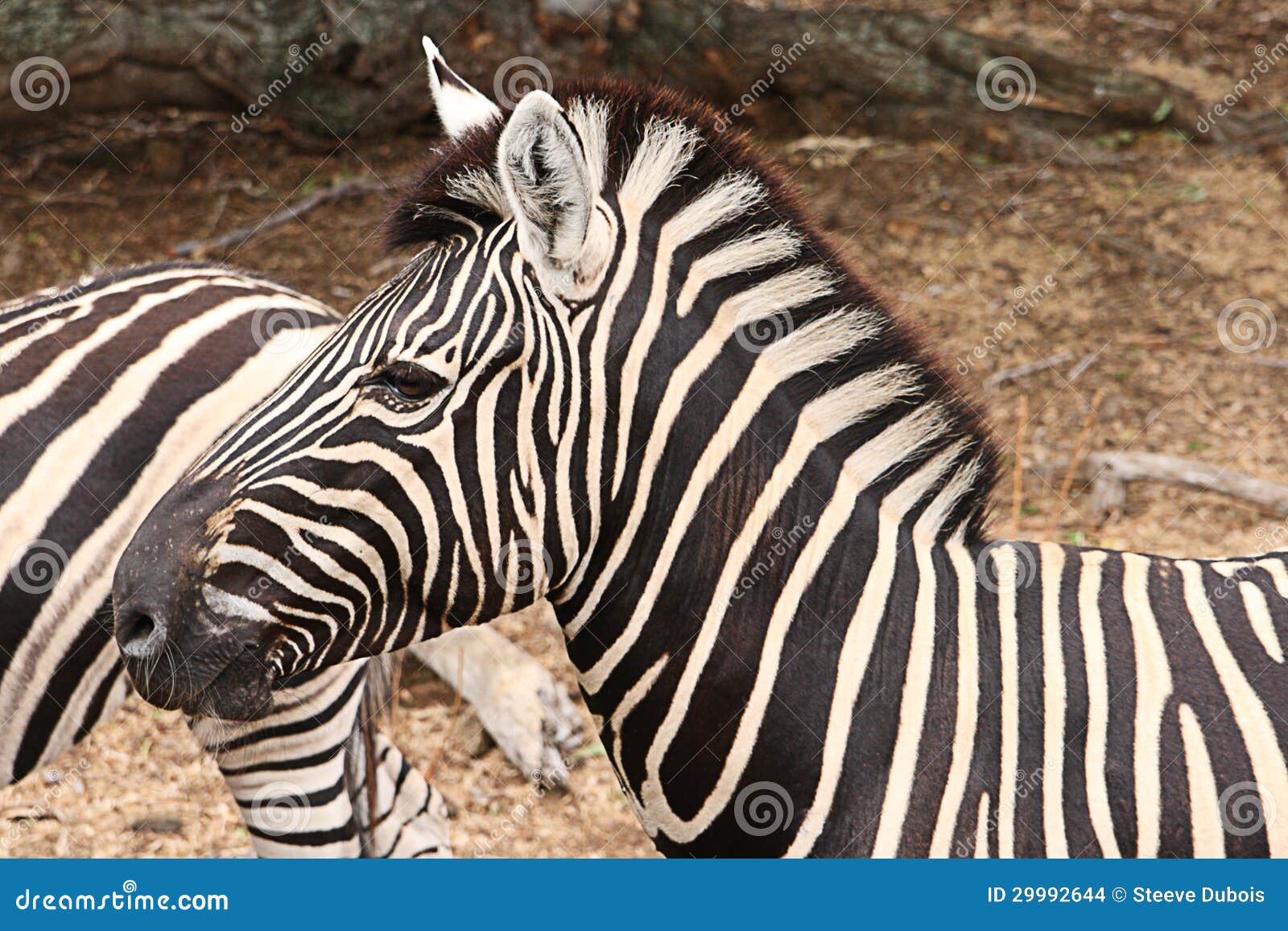 Head of zebra stock photo. Image of fauna, herbivore - 29992644
