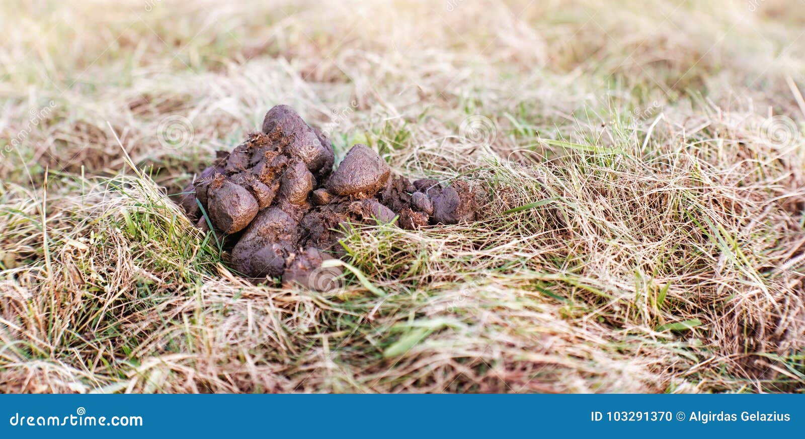 Horse Feces On The Ground Stock Photo | CartoonDealer.com #111935580