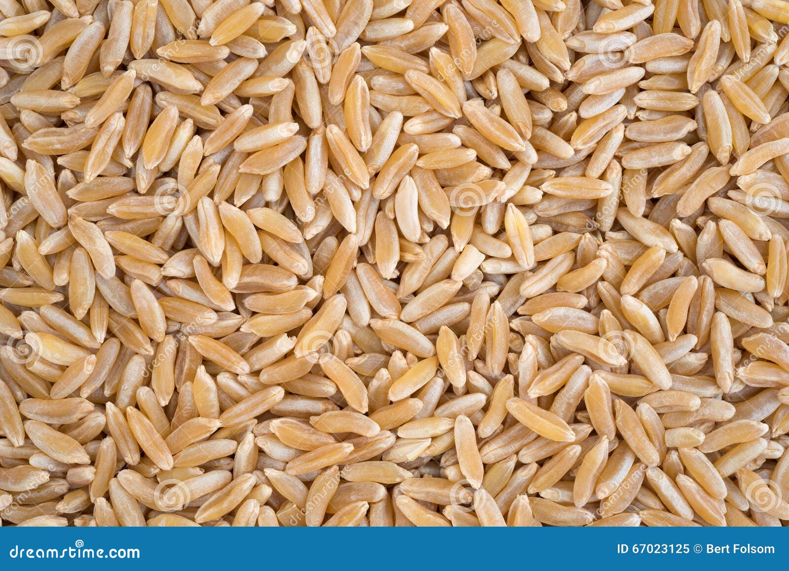 Close View of Khorasan Wheat Stock Image - Image of cuisine, vegetarian ...