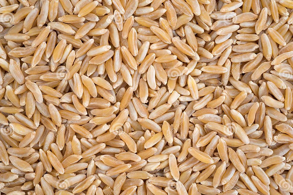Close View of Khorasan Wheat Stock Image - Image of cuisine, vegetarian ...