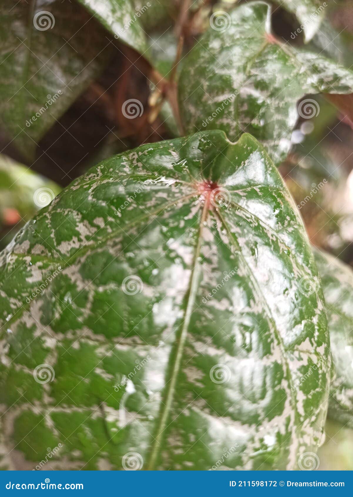 Close View Leaf of Crawl Plants Stock Photo - Image of leaf, branch ...