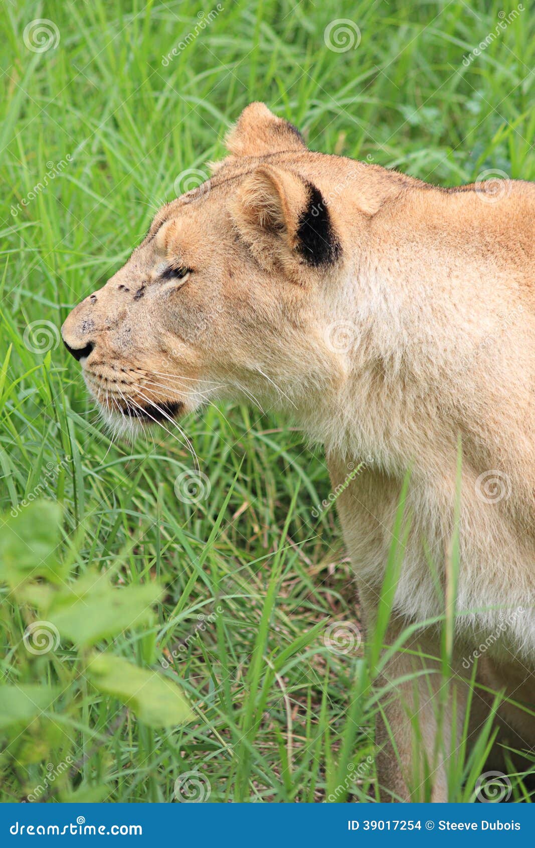 Close View of a Lioness Head Stock Photo - Image of grass, head: 39017254