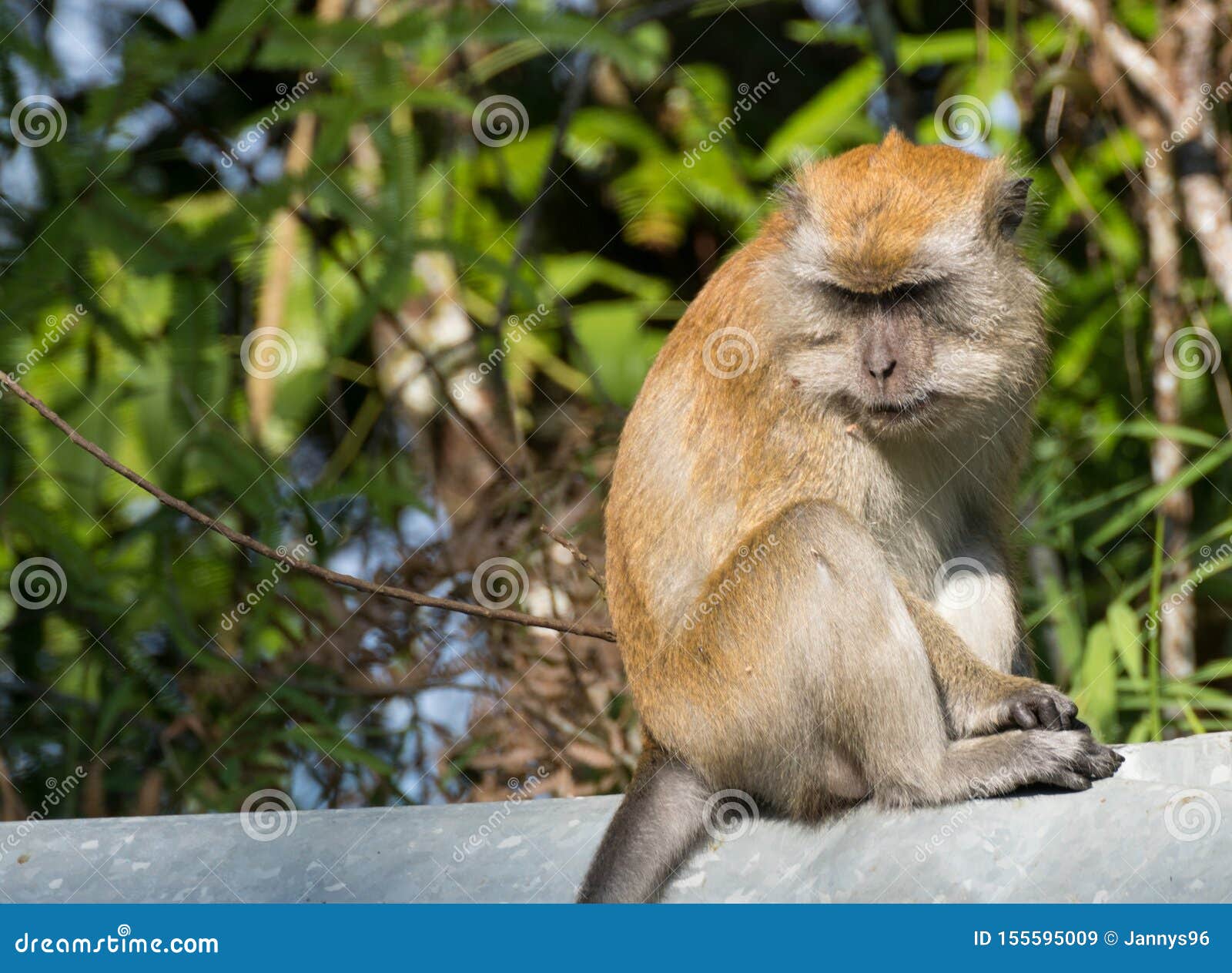 Close View of Macaque in Malaysia Forest Along the Roadside Stock Image ...