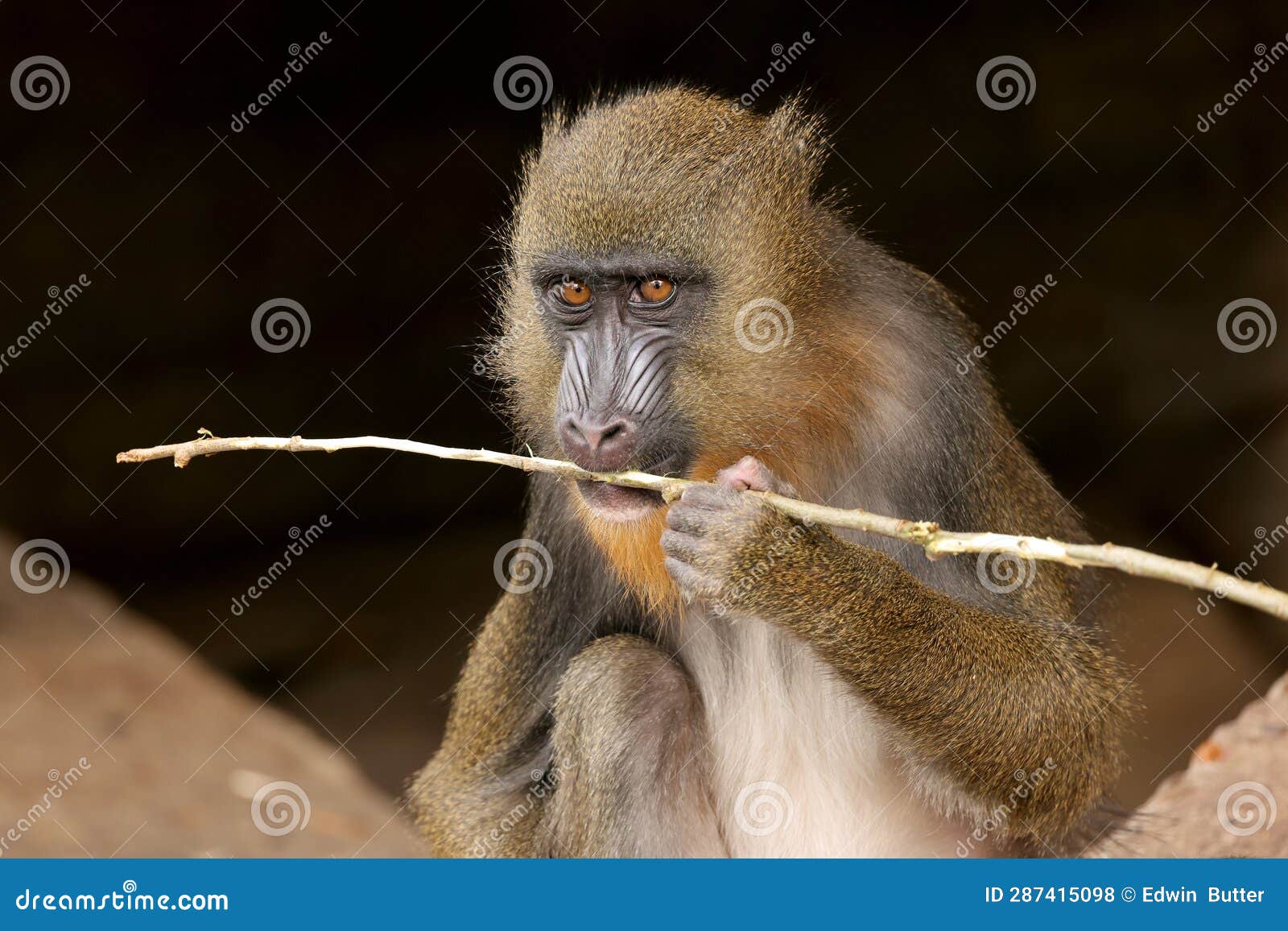 Close View of Mandrill Monkey Biting Tree Branch Stock Photo - Image of ...