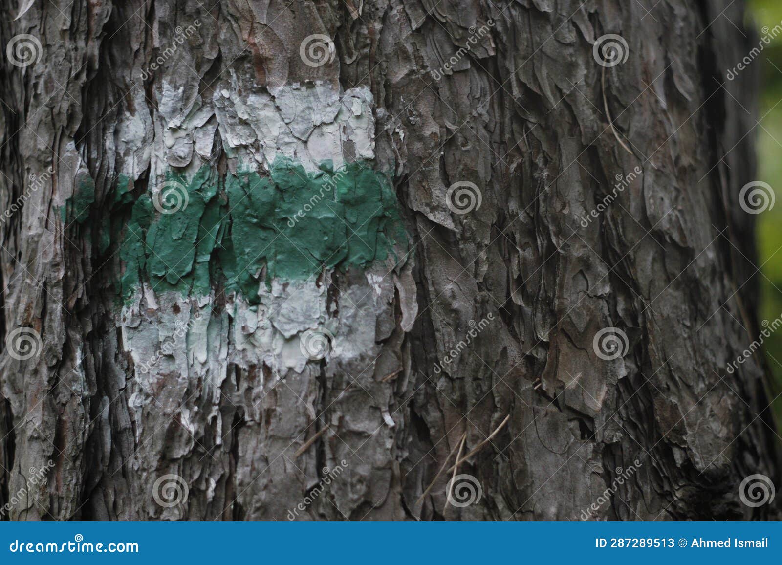Close View of the Marked Tree Bark. Stock Image - Image of rock, wood ...