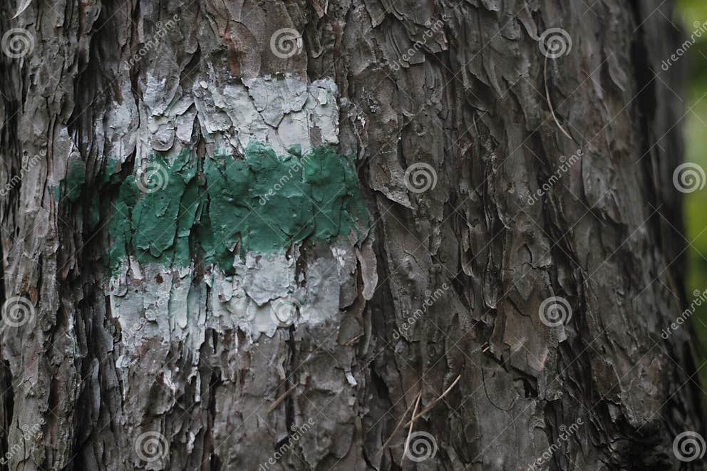 Close View of the Marked Tree Bark. Stock Image - Image of rock, wood ...
