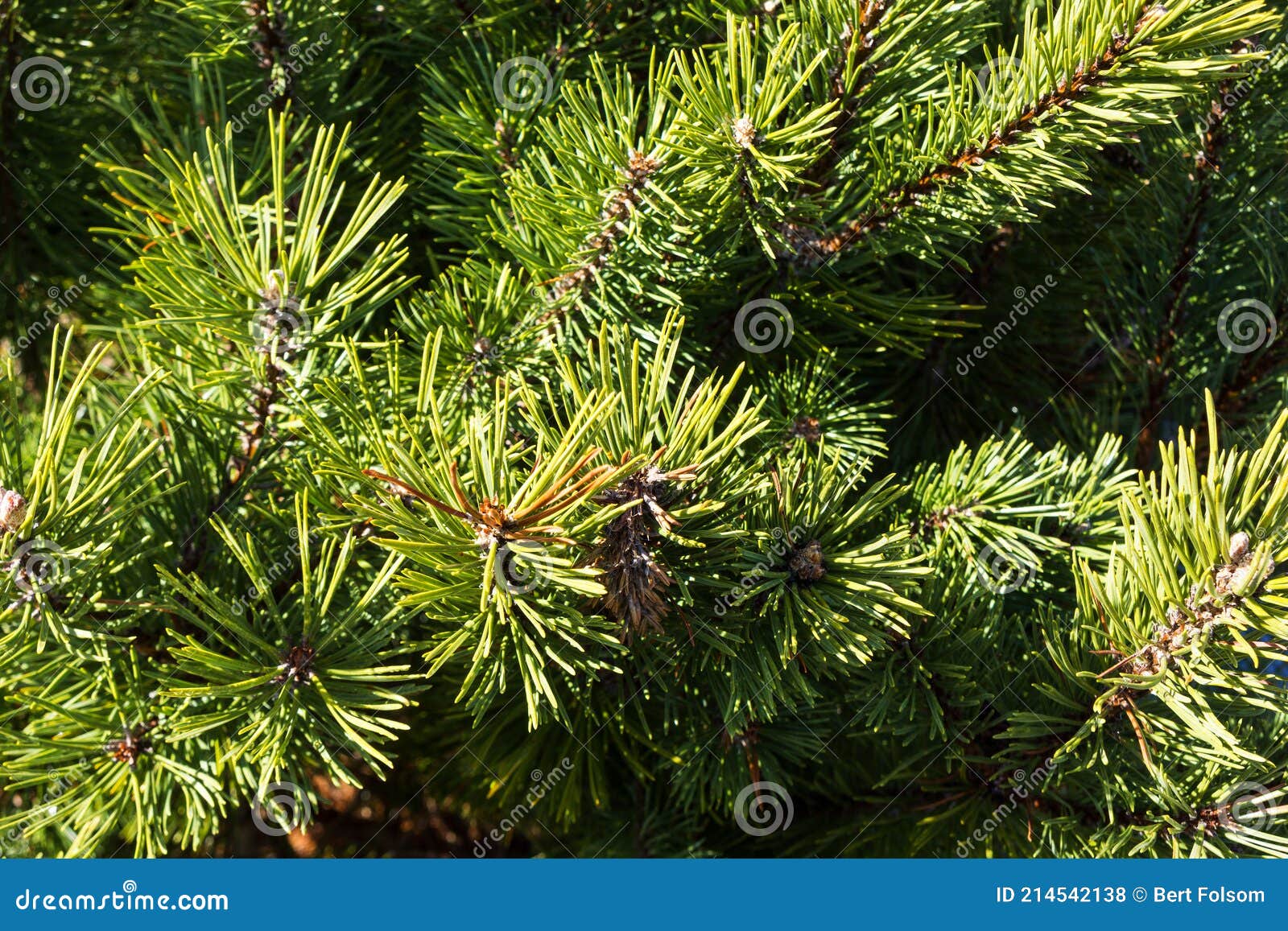 Close View of a Mountain Pine Tree Stock Photo - Image of nature ...