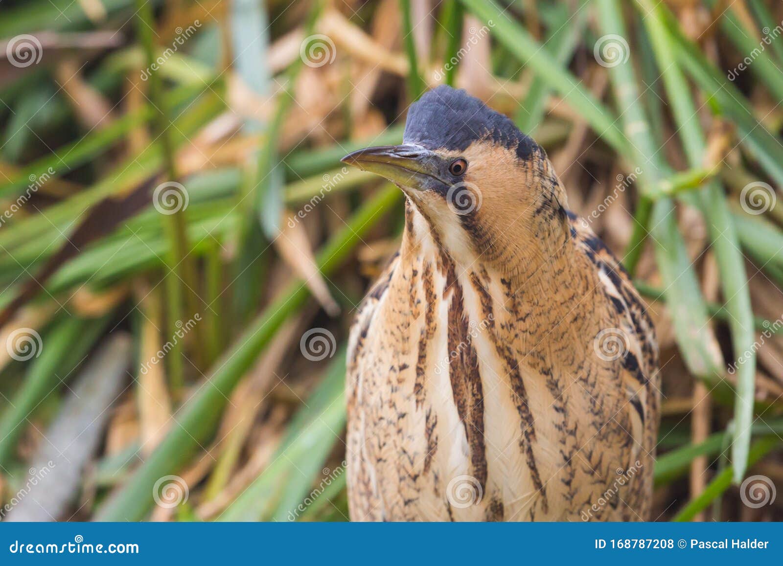 Close View Great Bittern Botaurus Stellaris in Reed Grass Stock Photo ...