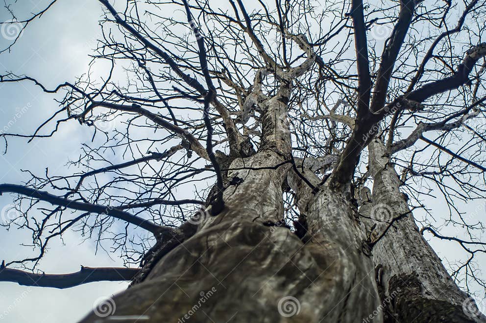 Close View of an Old Dead Tree. Bottom View Stock Photo - Image of ...