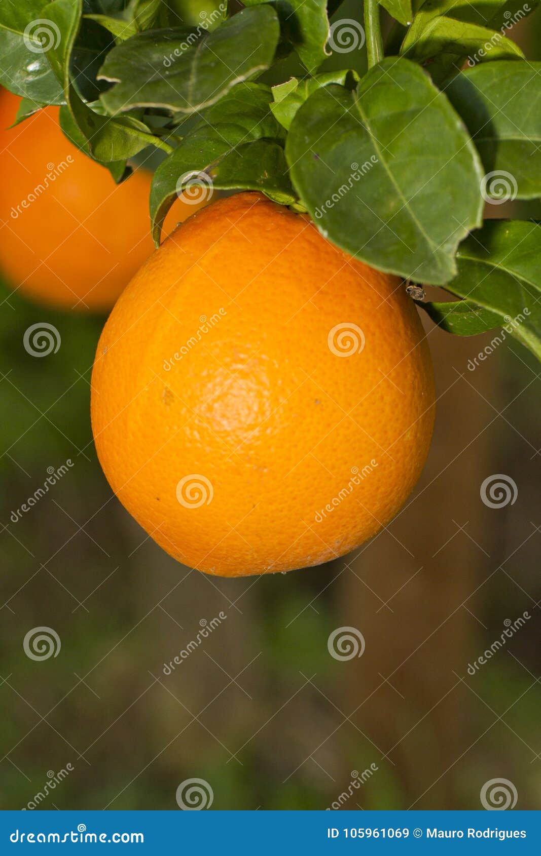 Orange fruit stock image. Image of hanging, close, field - 105961069