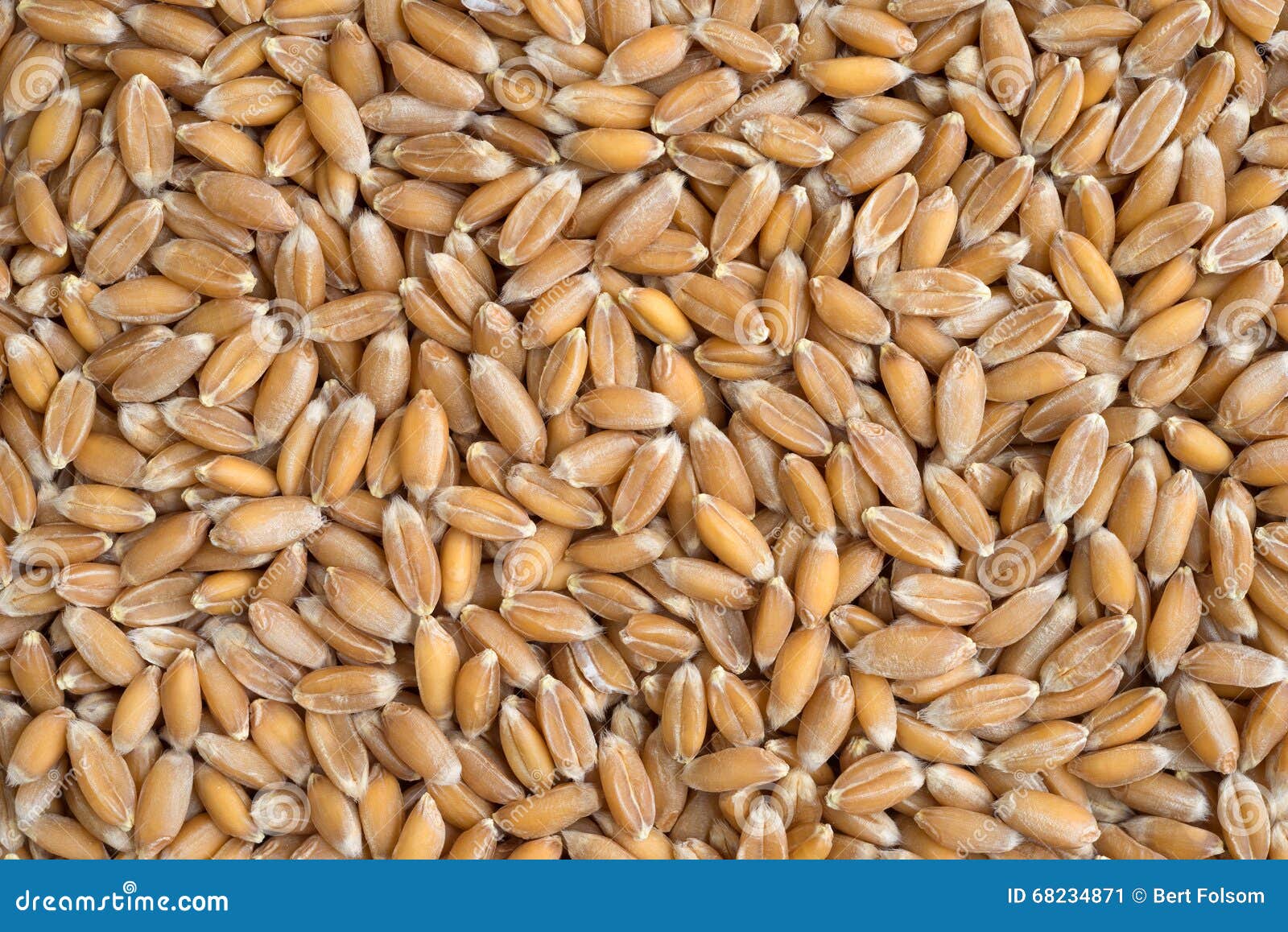 Close View of Organic Spelt Stock Image - Image of soup, fiber: 68234871