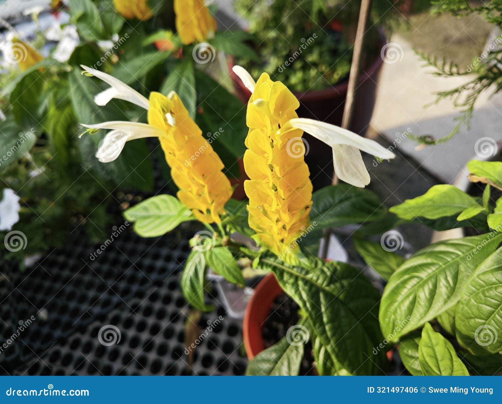 Close View of the Pachystachys Lutea Plant. Stock Photo - Image of stem ...