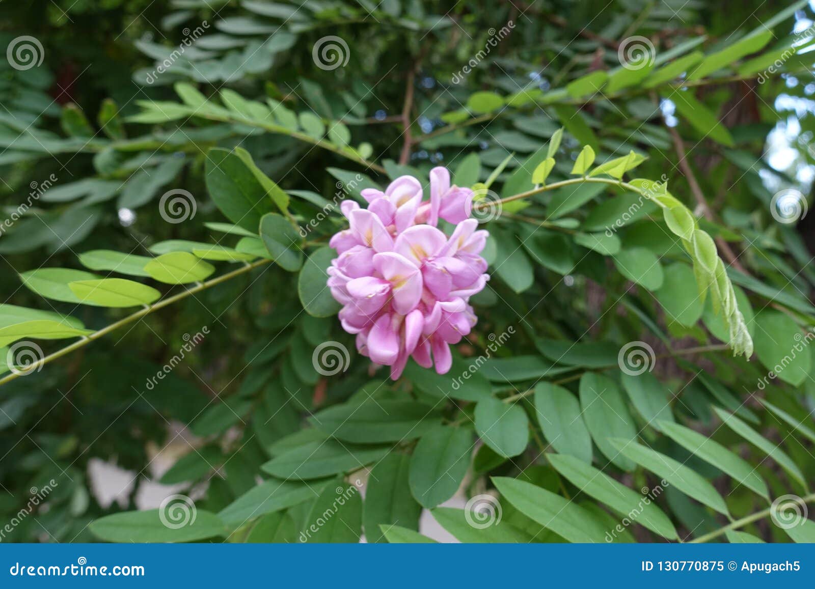 Close View of Panicle of Pink Flowers of Robinia Hispida Stock Image ...