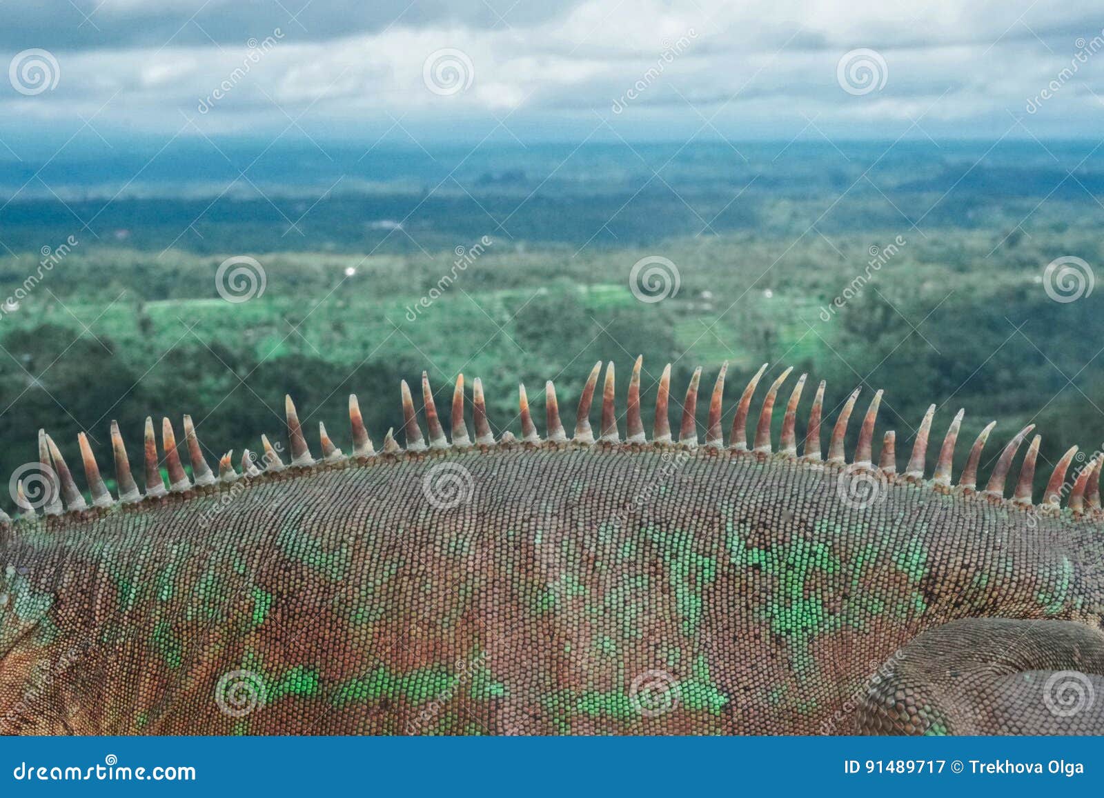 Close View of Part Iguana Lizard Spiked Back. Stock Image - Image of ...