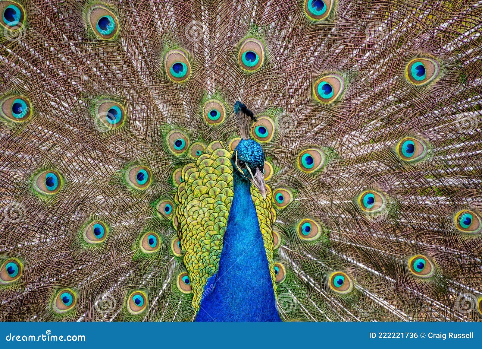 Close View of a Peacock with Its Expanding Feathers Stock Photo - Image ...