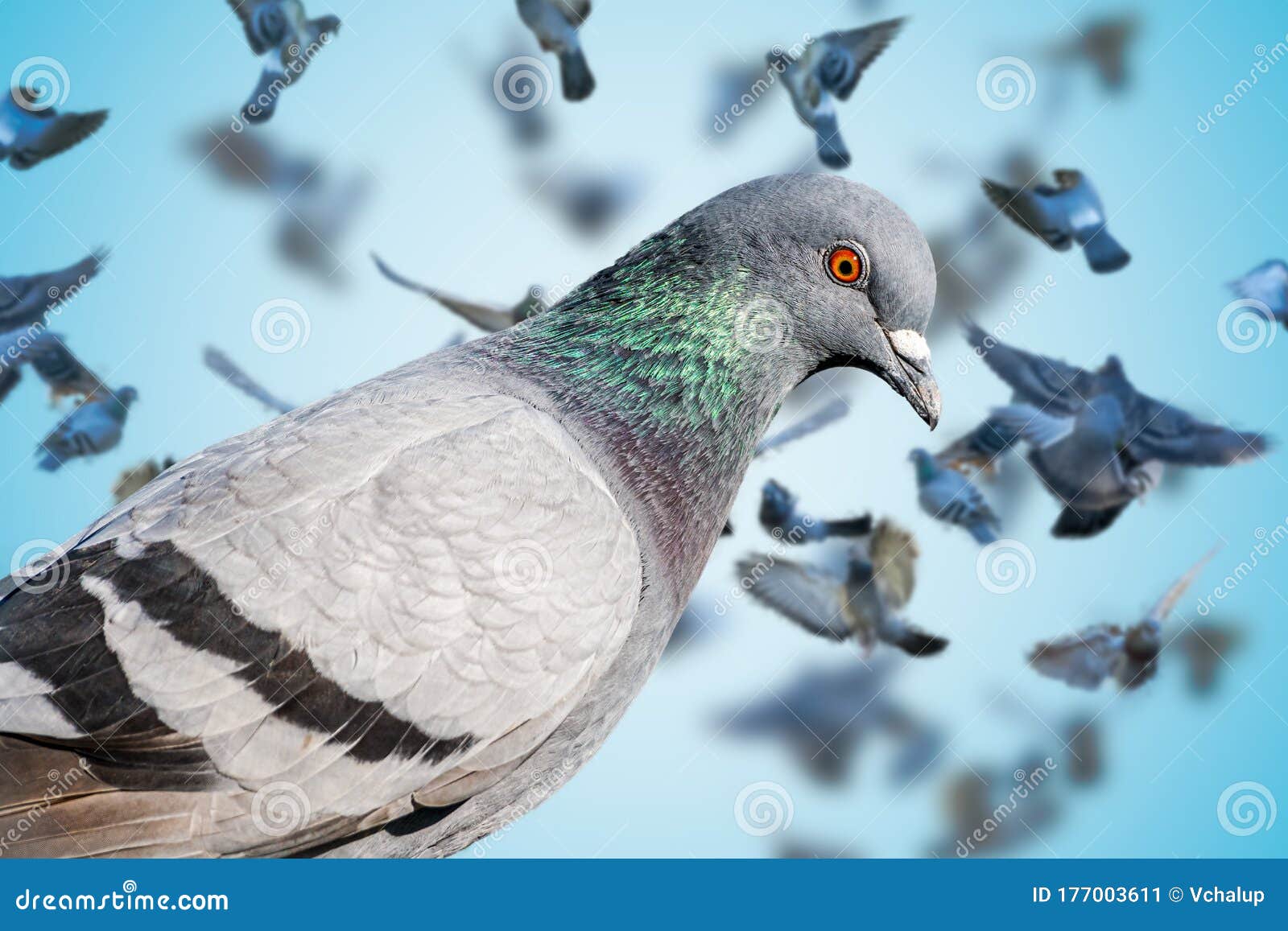 Close View on Pigeon. Many Pigeons Flying in Background. Stock Image ...