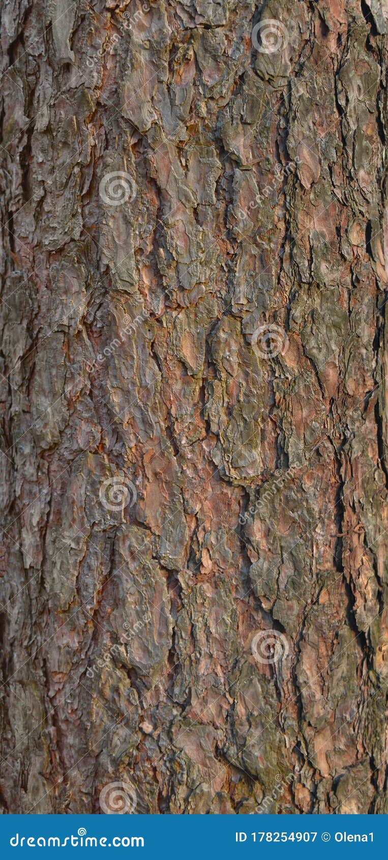 Pine trunk stock image. Image of trunk, pine, environment - 178254907