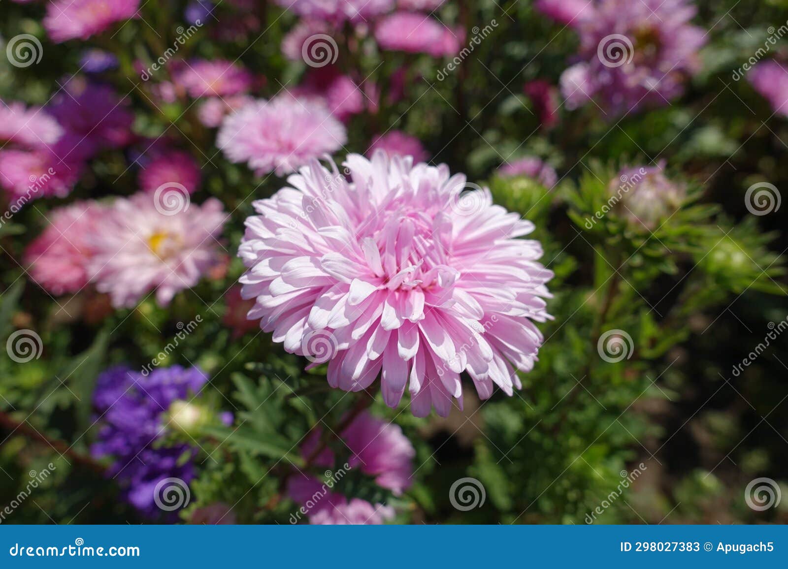 Close View of Pink Flower of China Aster Stock Image - Image of head ...