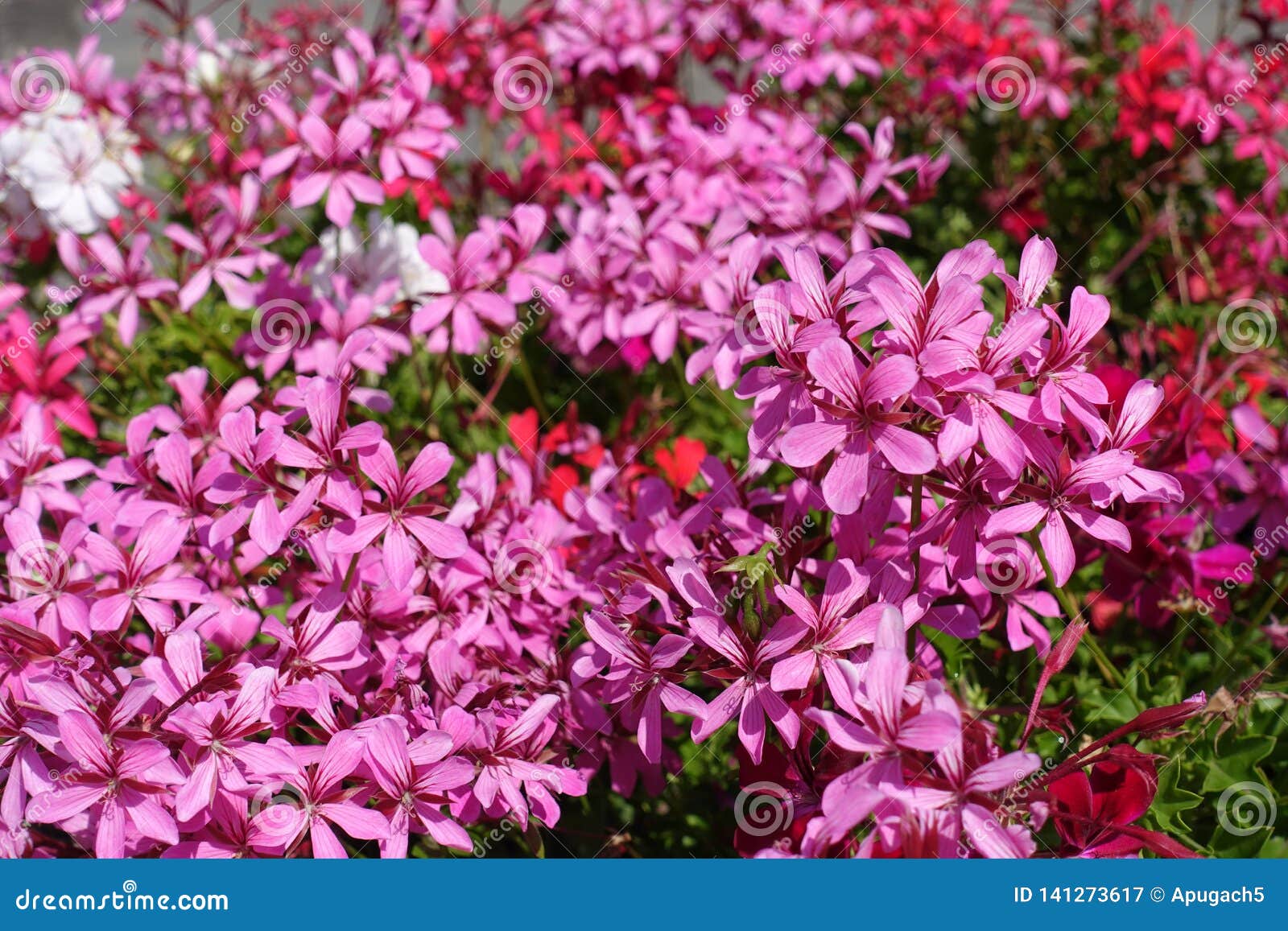 Close View of Pink Flowers of Ivy-leaved Geranium Stock Image - Image ...