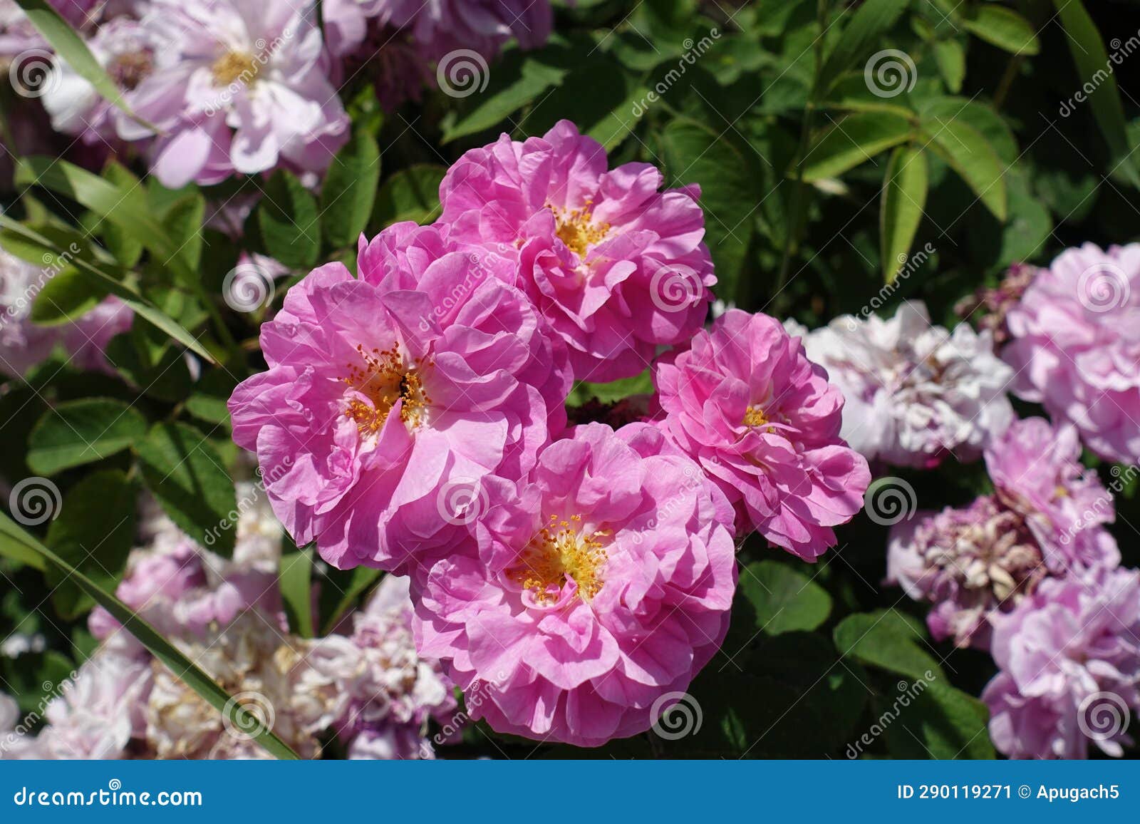 Close View of Pink Flowers of Semi-double Rose in June Stock Image ...